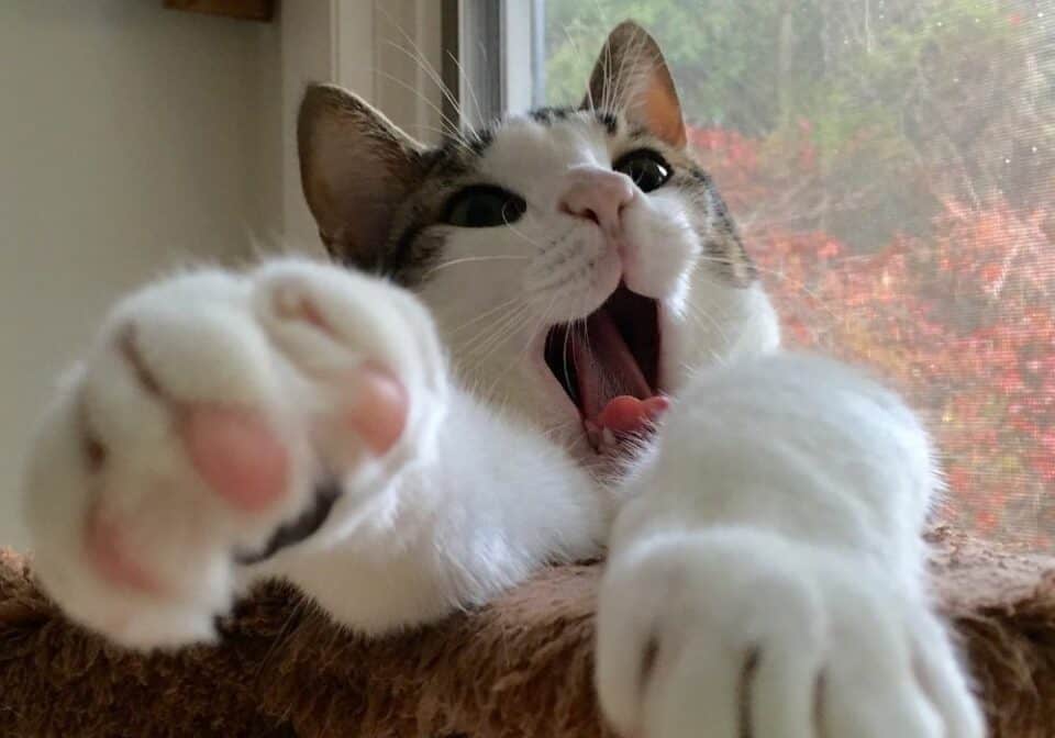 13 Spiritual Meanings When You Dream Of A Cat Attacking And Biting You