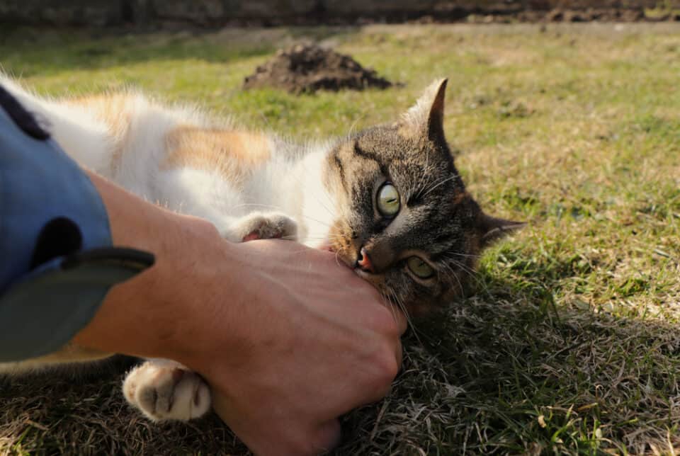 13 Spiritual Meanings When You Dream Of A Cat Attacking And Biting You