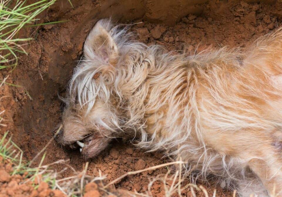 8 Spiritual Meanings When Dreaming Of A Dead Dog