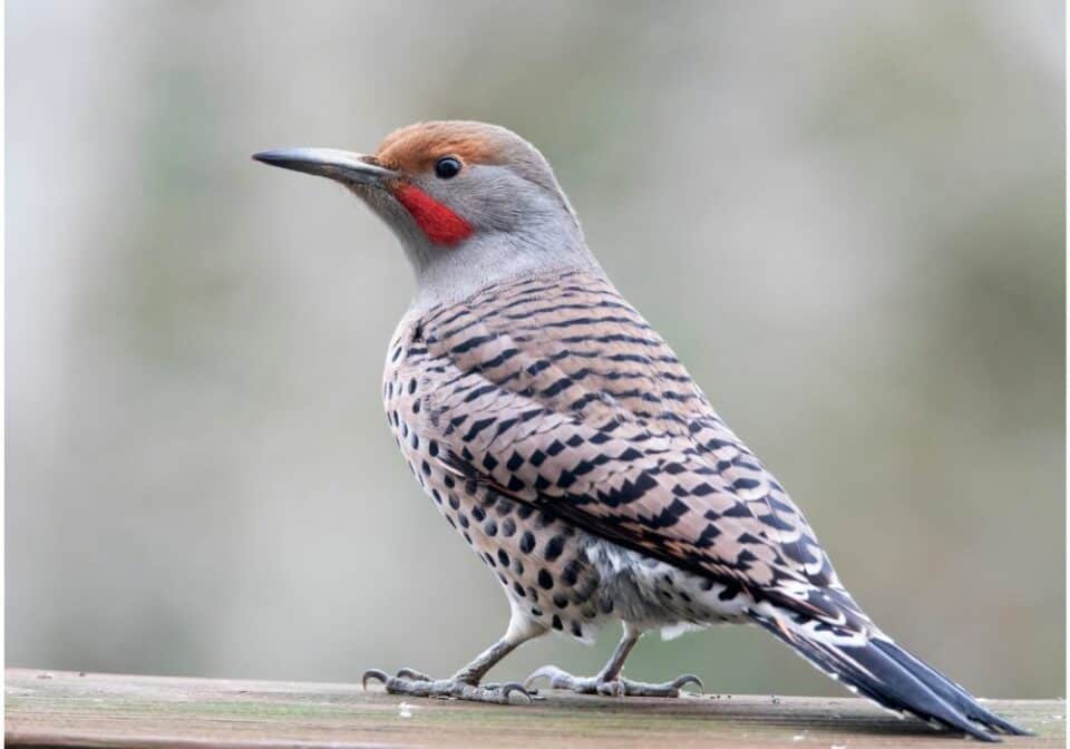 9 Spiritual Meanings When You See A Northern Flicker
