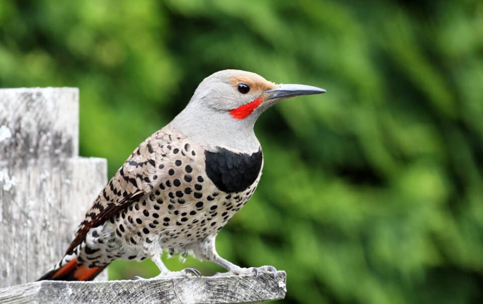9 Spiritual Meanings When You See A Northern Flicker