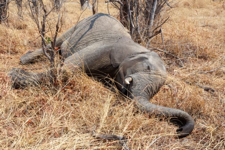 15 Spiritual Meanings When Dreaming About Dead Animals