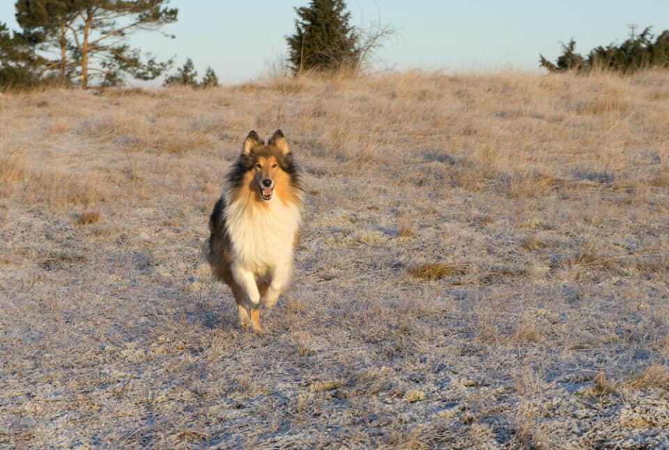 12 Spiritual Meanings When Animals Come To You