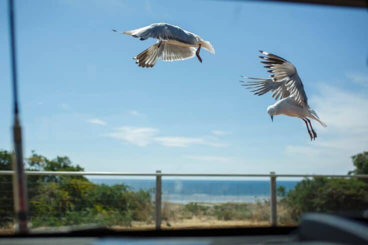 8 Spiritual Meanings When Birds Fly In Front Of Your Car While Driving