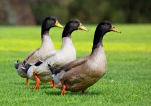 18 Spiritual Meanings When You Dream About Ducks