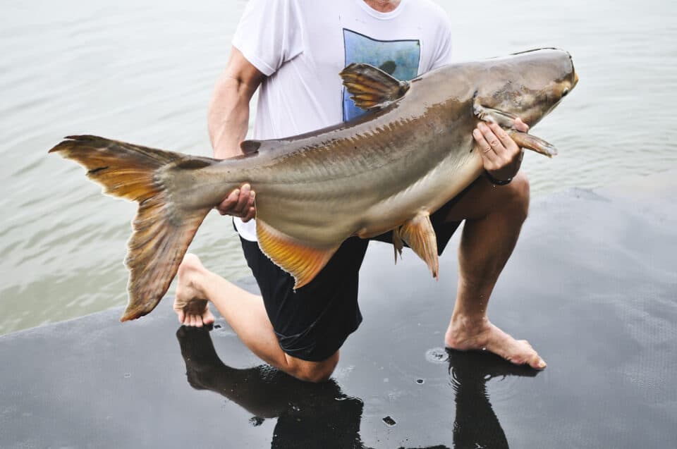 20 Spiritual Meanings When You Dream About Big Fish