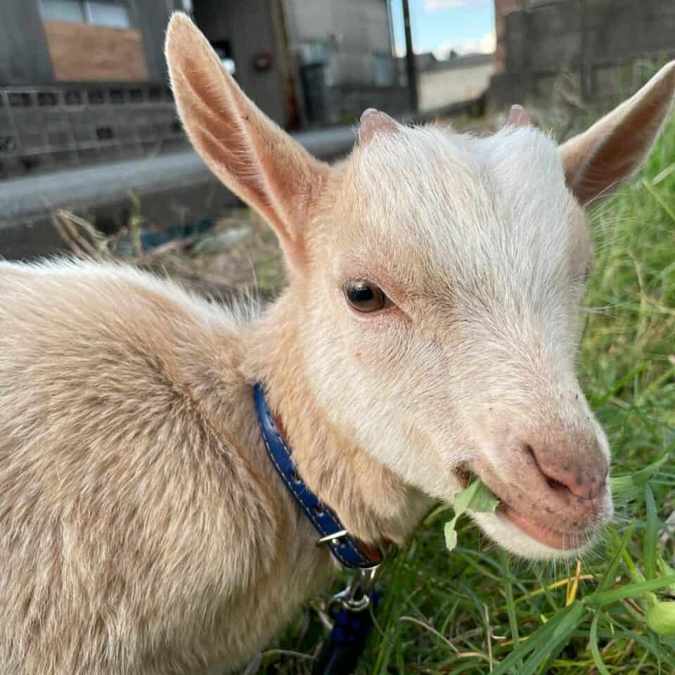 15 Spiritual Meanings When You Dream About A Goat
