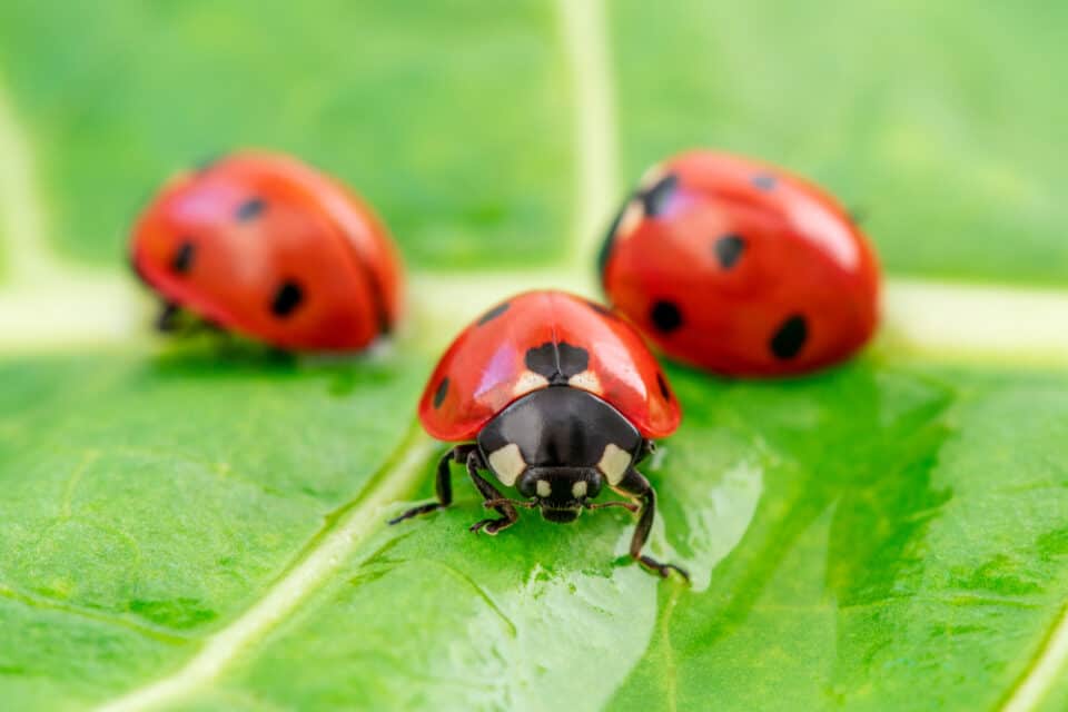 11 Spiritual Meanings When You Dream About Ladybugs