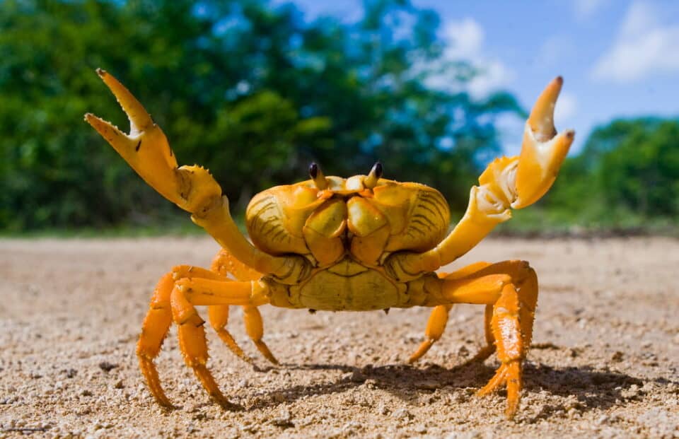 12 Spiritual Meanings When You Dream About Crabs